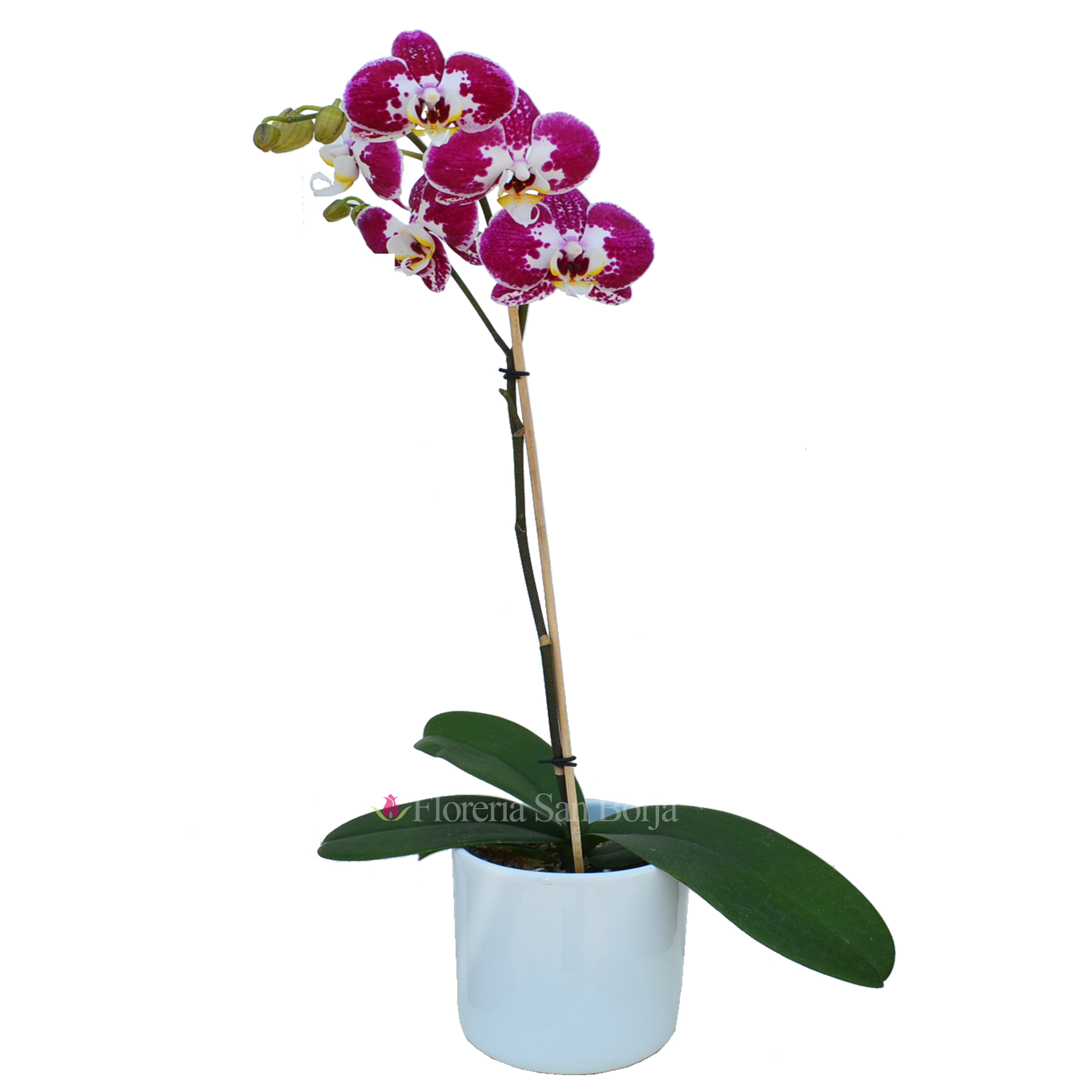 Planta De Orquidea Grande Angers 1 Vara Floreria San Borja Planta De Orquidea Grande Angers 1 Vara Floreria San Borja