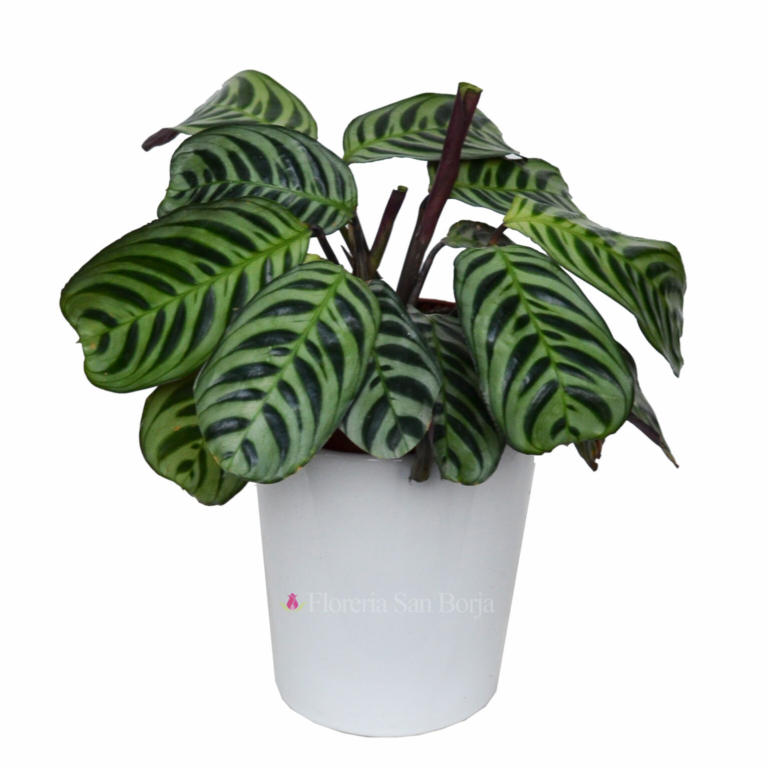 Planta Galatea | Floreria San Borja